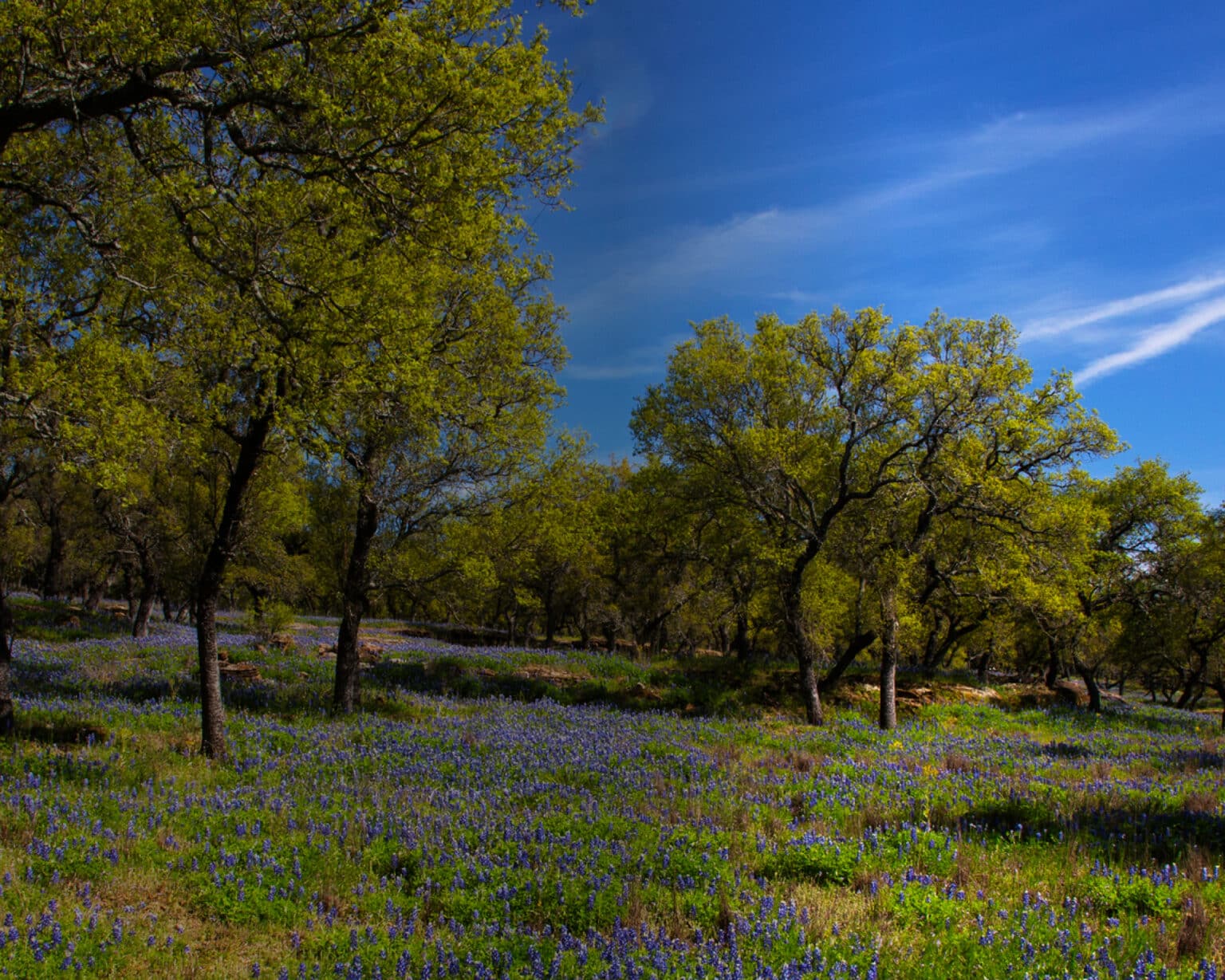 Texas ENT Center - Innovative ENT Care for North Texas